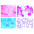 LIEDER Pathogenic Bacteria, 25 microscope slides