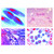 LIEDER Mitosis and Meiosis Set II, 5 selected microscope slides