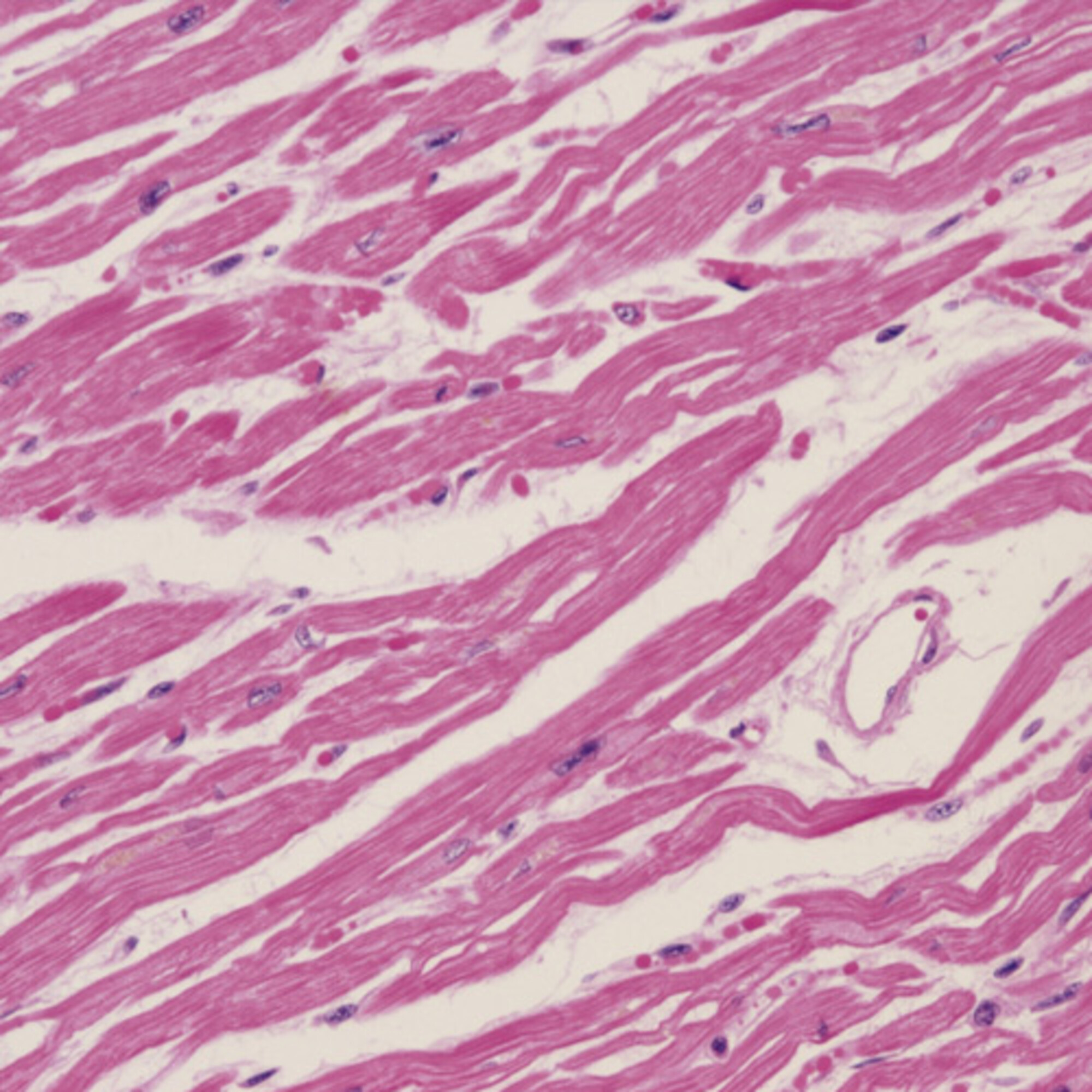 Evident Olympus Microscope Olympus CX23 Photo, trino, plan, 40x,100x ...