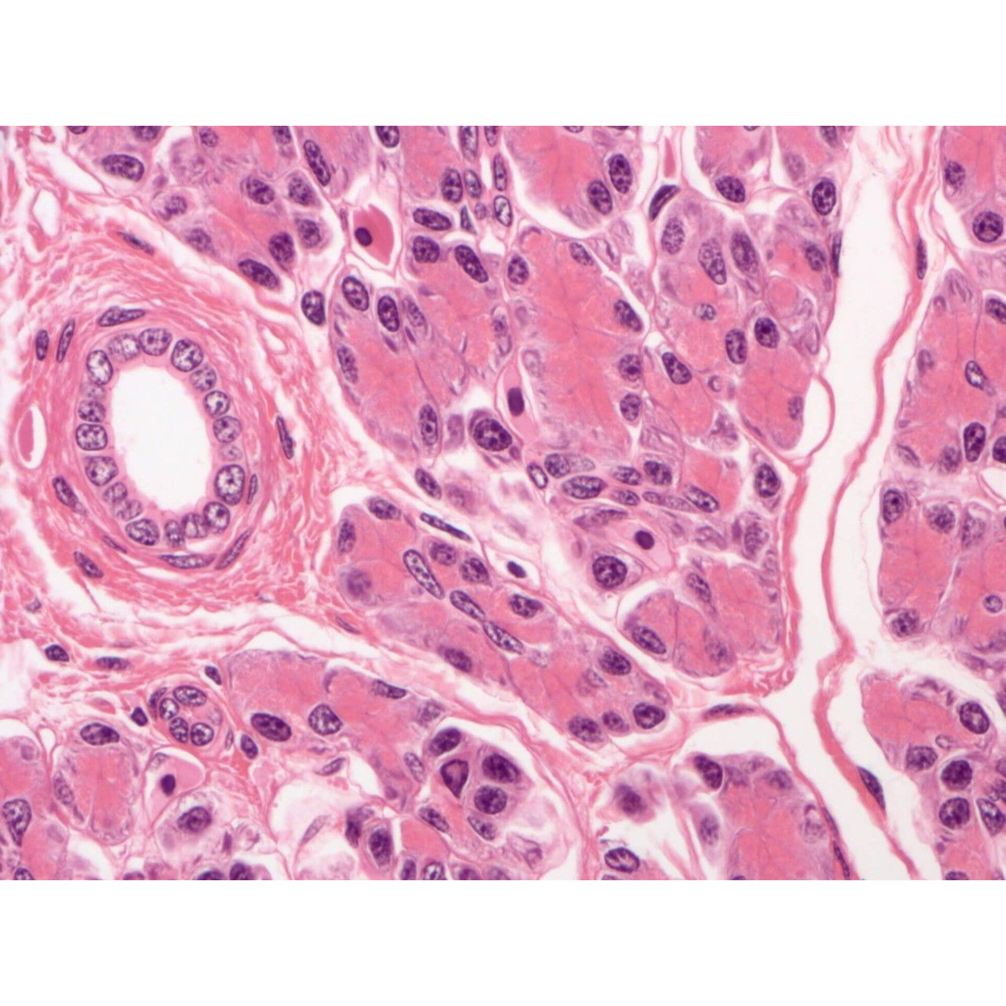 ZEISS Camera Axiocam 305 color R2 (D), 5MP, color, CMOS, 2/3", USB 3.0 ...