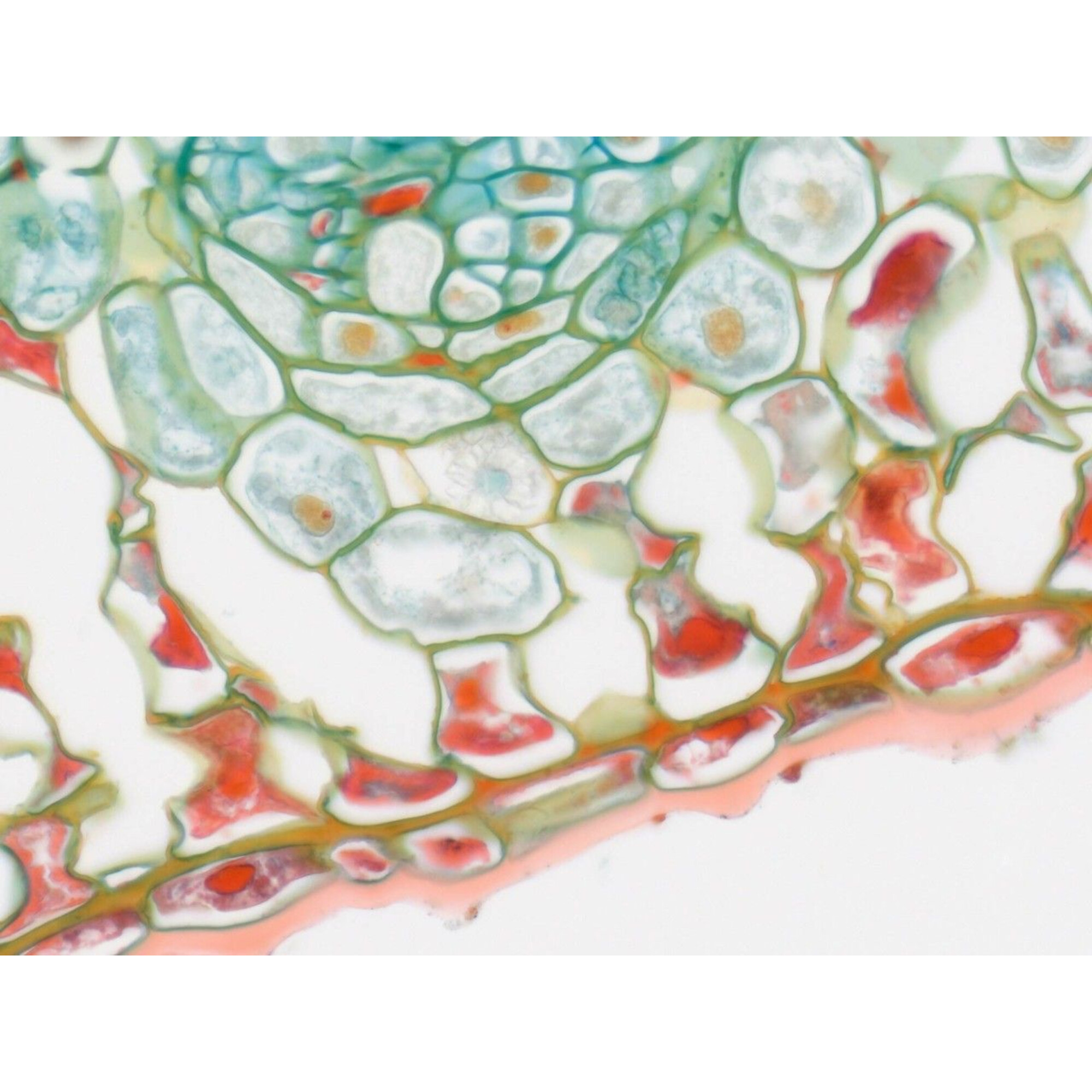 ZEISS Camera Axiocam 305 color R2 (D), 5MP, color, CMOS, 2/3", USB 3.0 ...