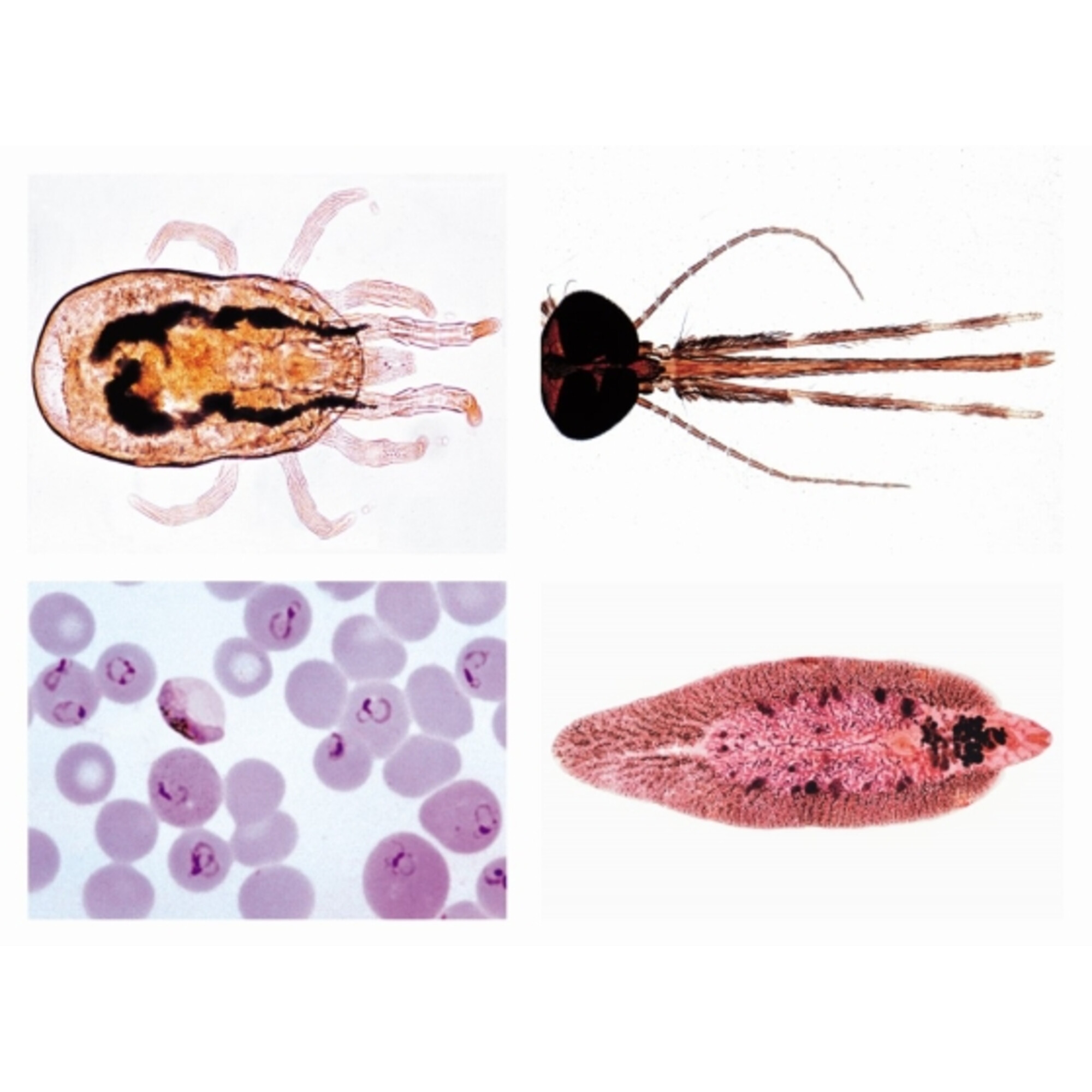LIEDER 74900 Parasitology: Short series of native and tropical ...